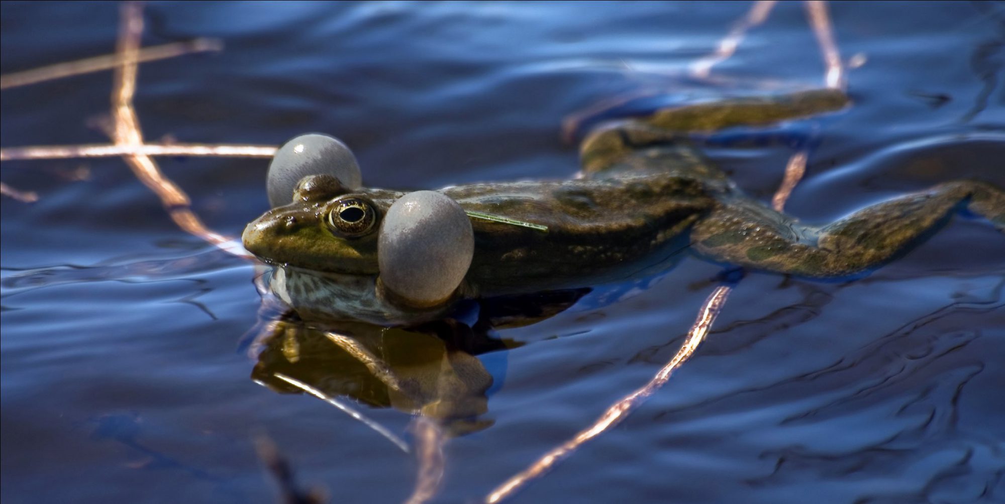 DES BATRACIENS SUR LE PARC - Parc des industries Artois-Flandres